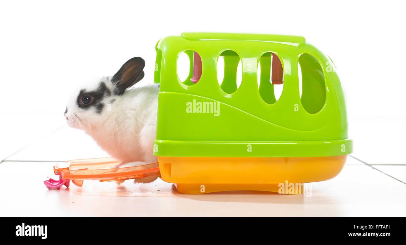 Black and white rabbit hi-res stock photography and images - Alamy