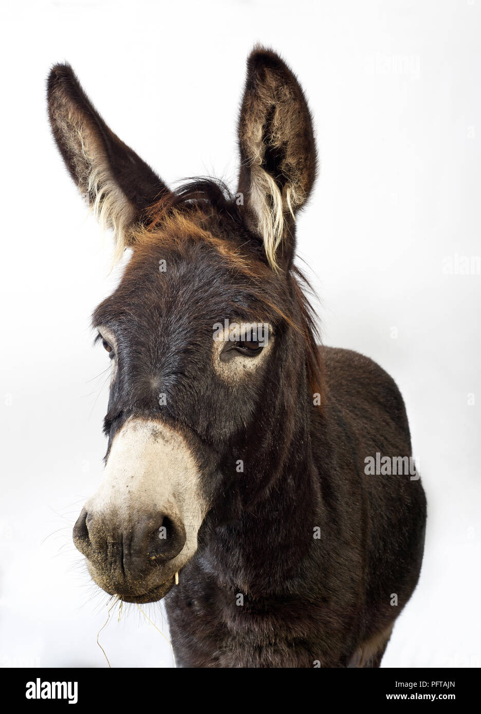 Donkey animal not toy not illustration hi-res stock photography and ...