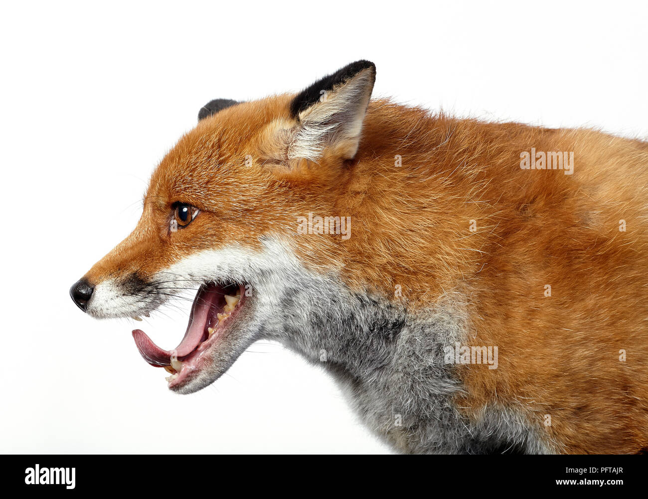Fox Mouth Open High Resolution Stock Photography and Images - Alamy