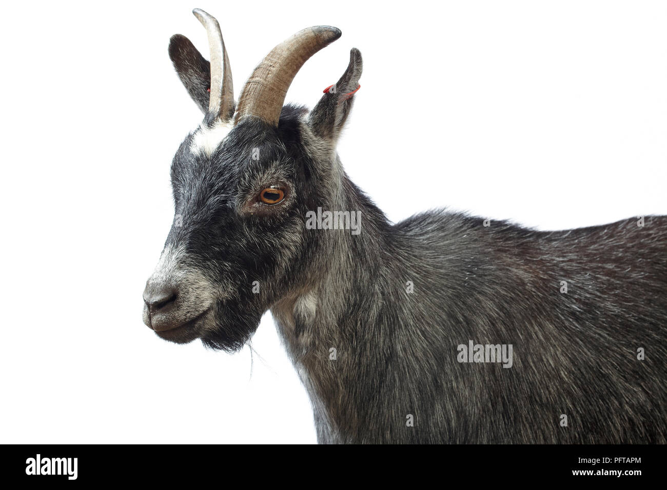 Side view of goat hi-res stock photography and images - Alamy