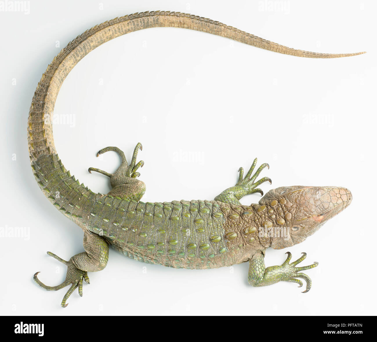 Caiman lizard (Dracaena guianensis Stock Photo - Alamy