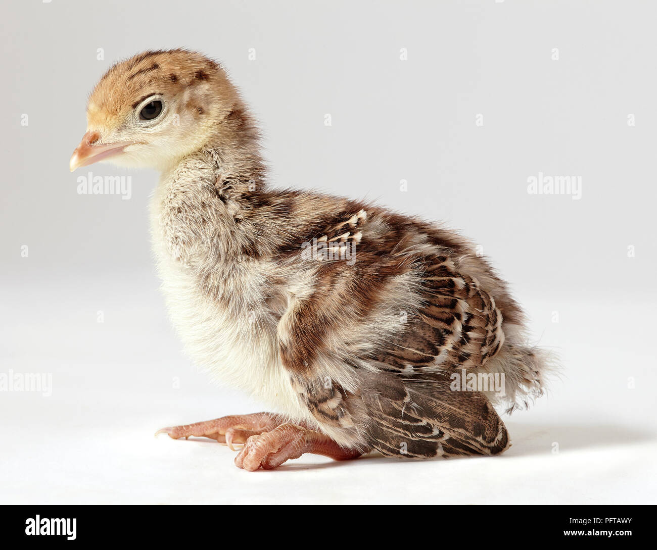 Chick hi-res stock photography and images - Alamy