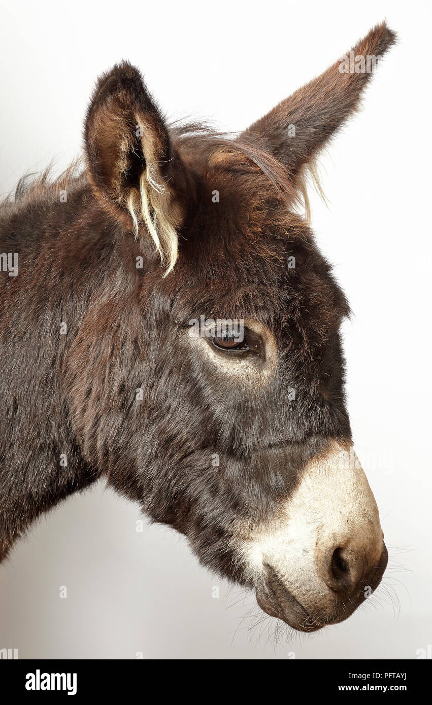 Donkey side view hi-res stock photography and images - Alamy