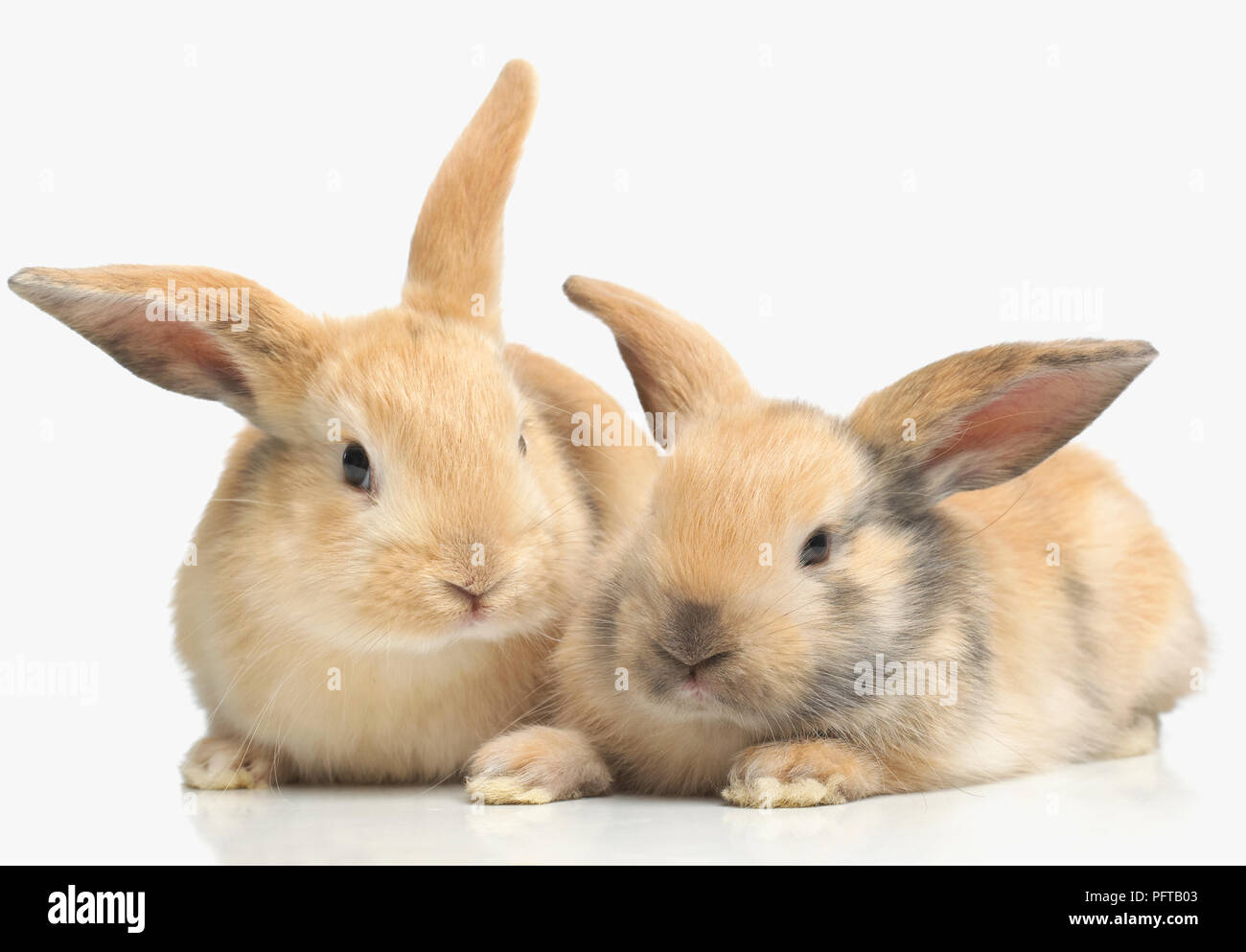 Young Dwarf Lop rabbits, 4-week-old Stock Photo - Alamy