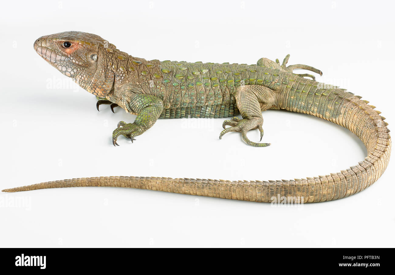 Caiman lizard (Dracaena guianensis Stock Photo - Alamy