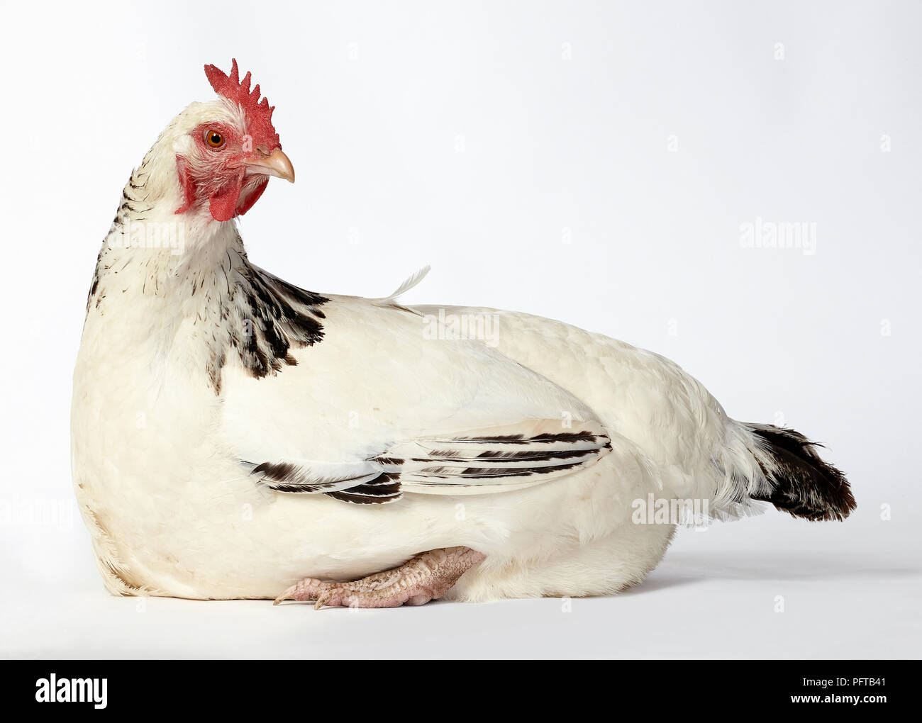 Light up animals hi-res stock photography and images - Alamy