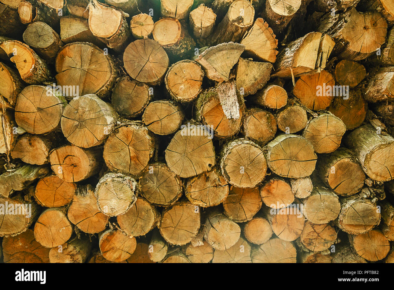 Trees cut section for background texture close up Stock Photo - Alamy