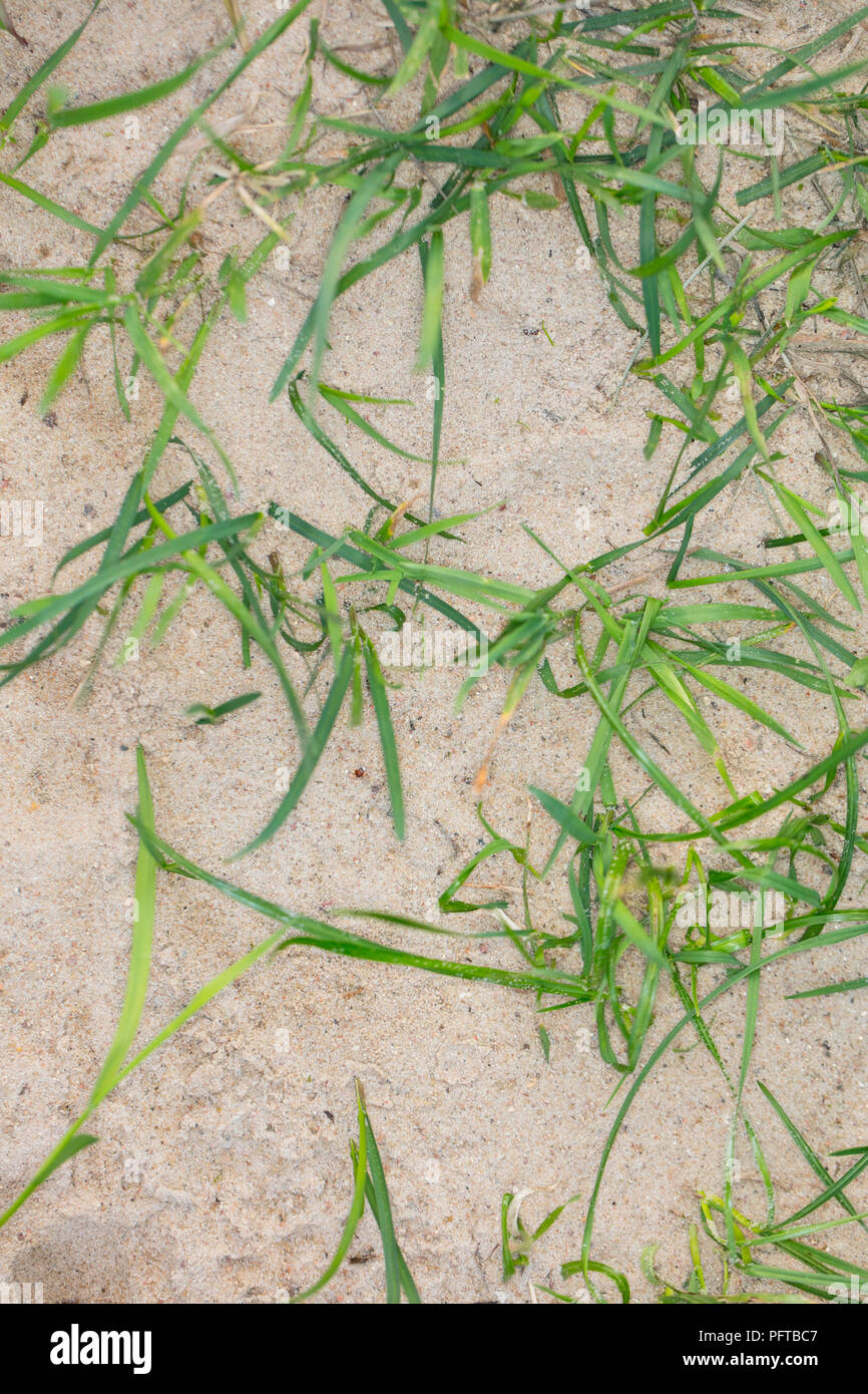 sand and grass background, top view Stock Photo - Alamy