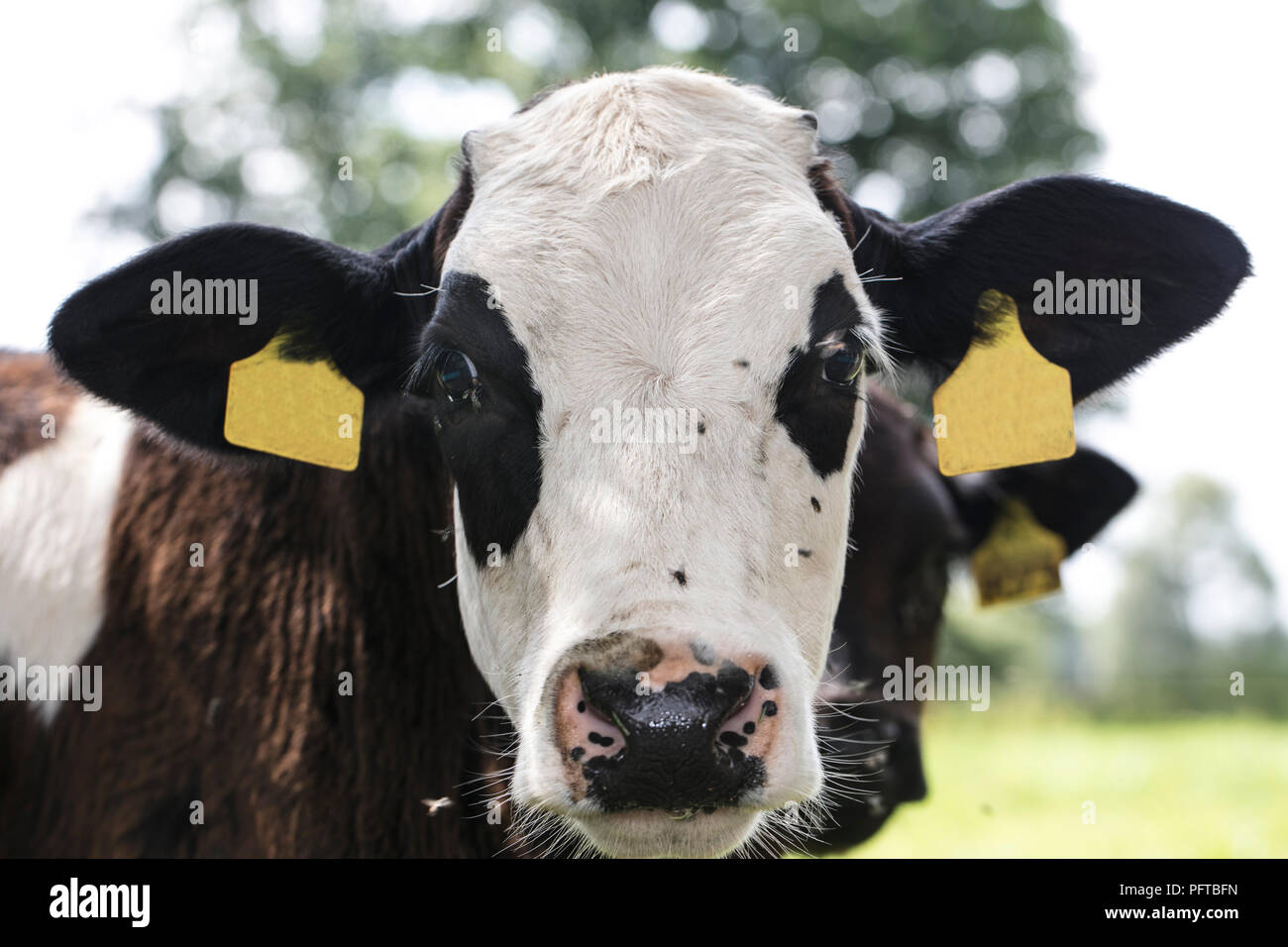 Cow Flies High Resolution Stock Photography and Images - Alamy