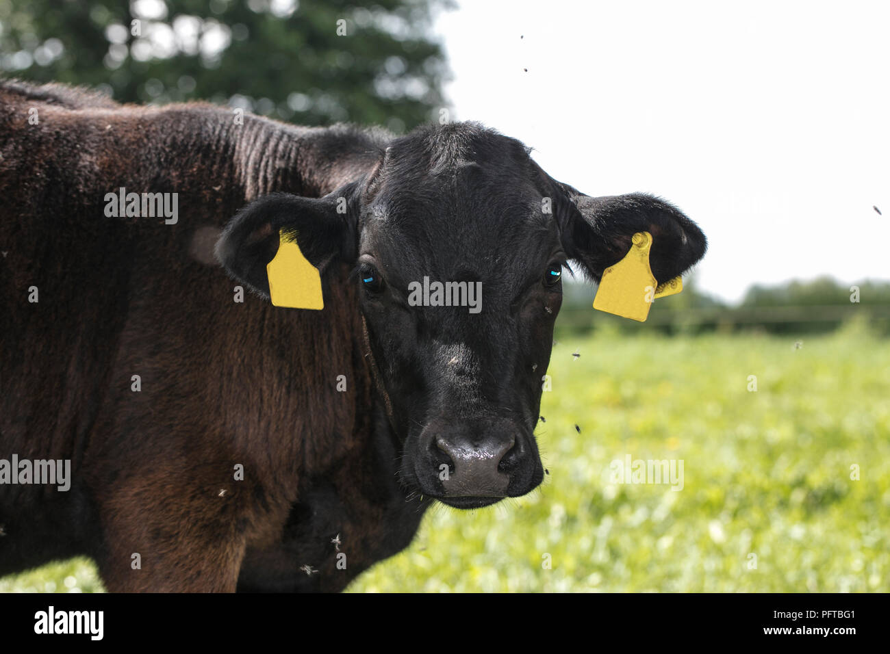 Cow with flies on its face hi-res stock photography and images - Alamy
