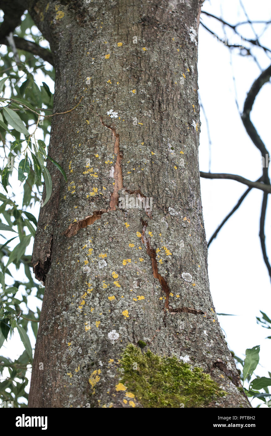 old tree with cracked bark Stock Photo - Alamy