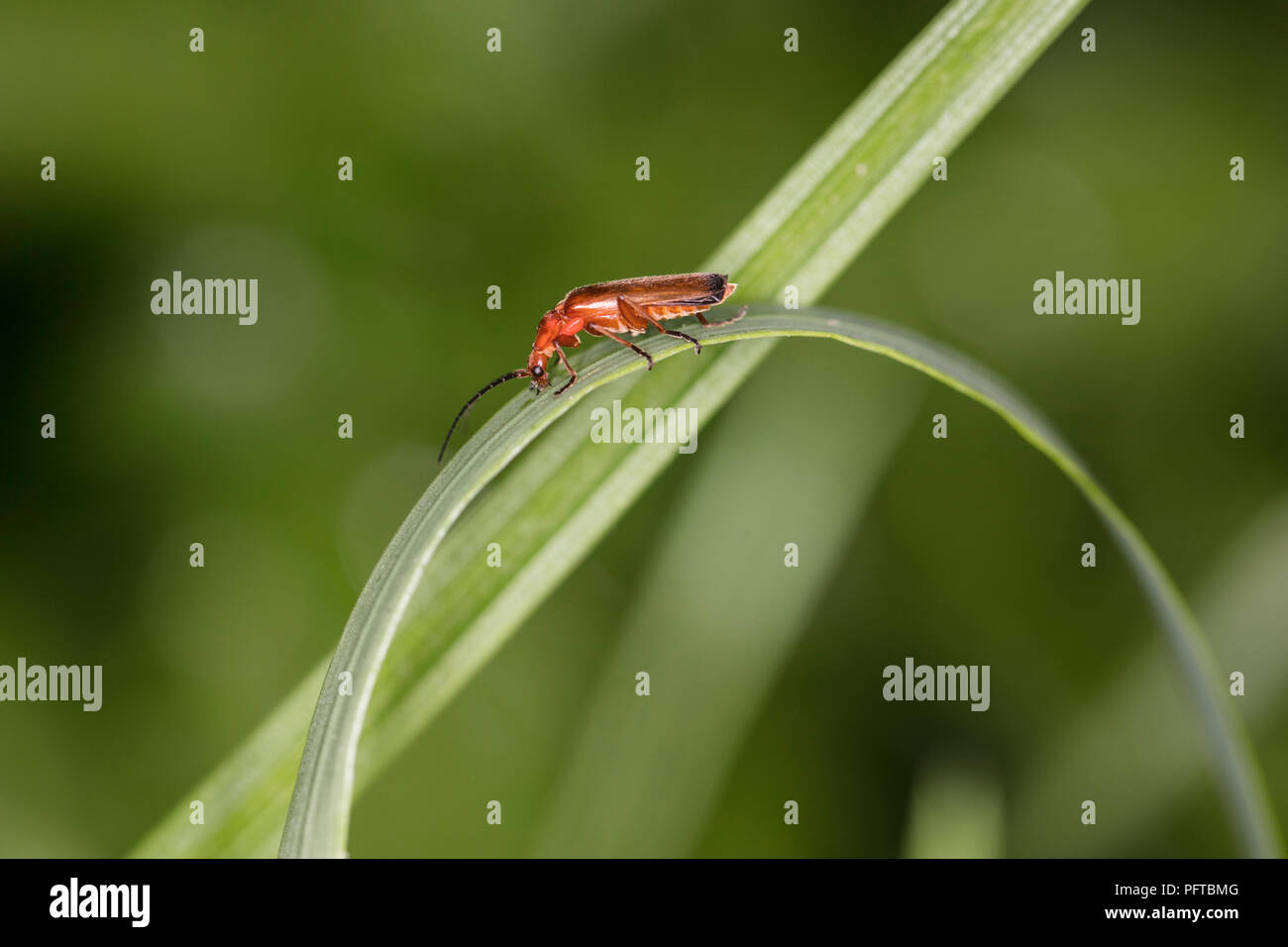 Rhagonycha fulva, red flying insect on the grass Stock Photo - Alamy