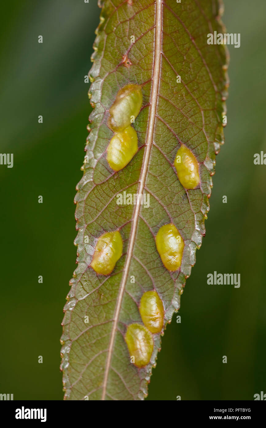 insect eggs inside the leaf Stock Photo - Alamy