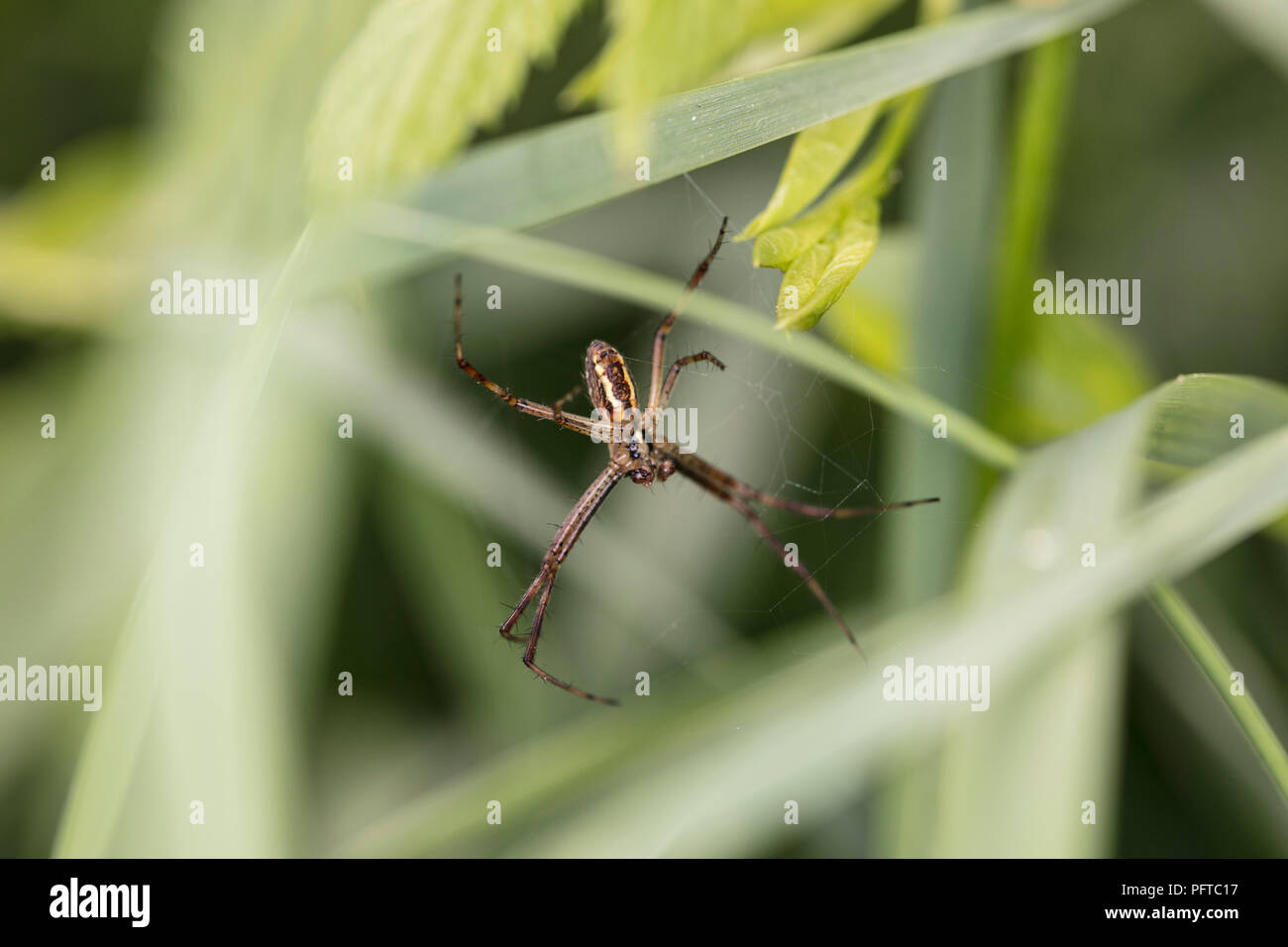 Very busy spider hi-res stock photography and images - Alamy