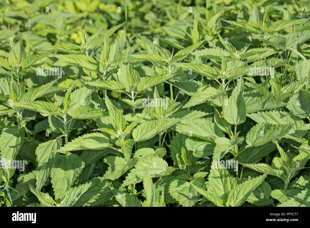 common nettle in large quantities Stock Photo - Alamy