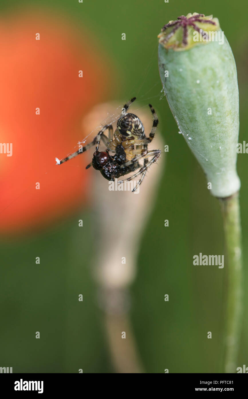 spider climbs the poppy's head Stock Photo - Alamy