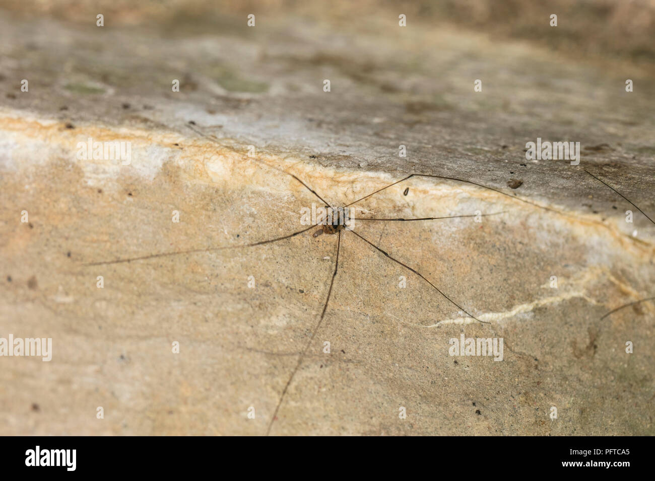 small spider with very long legs Stock Photo - Alamy