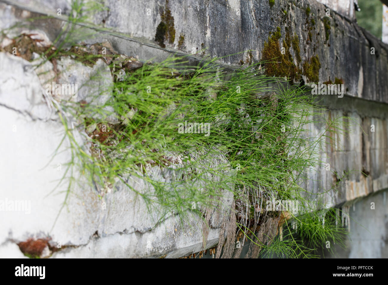 old wall overgrown with grasses Stock Photo - Alamy
