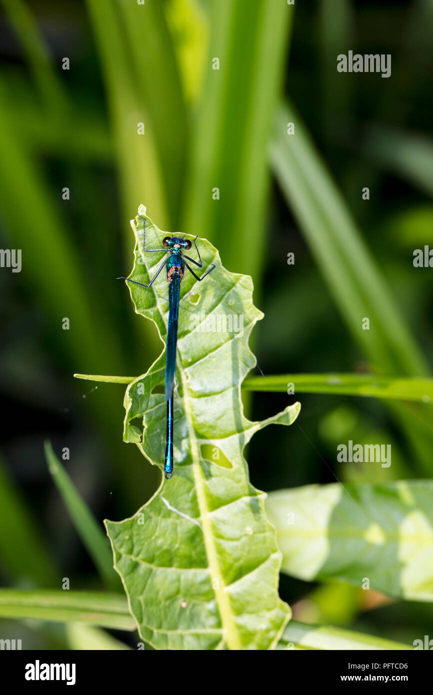 blue dragonfly is sitting on a green leaf, view from above Stock Photo ...