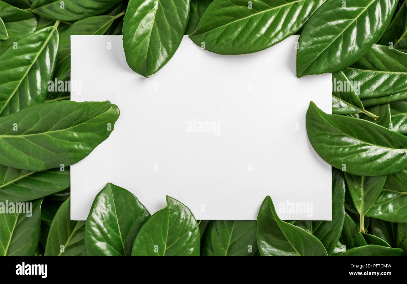 White sheet of paper among the green leaves Stock Photo - Alamy