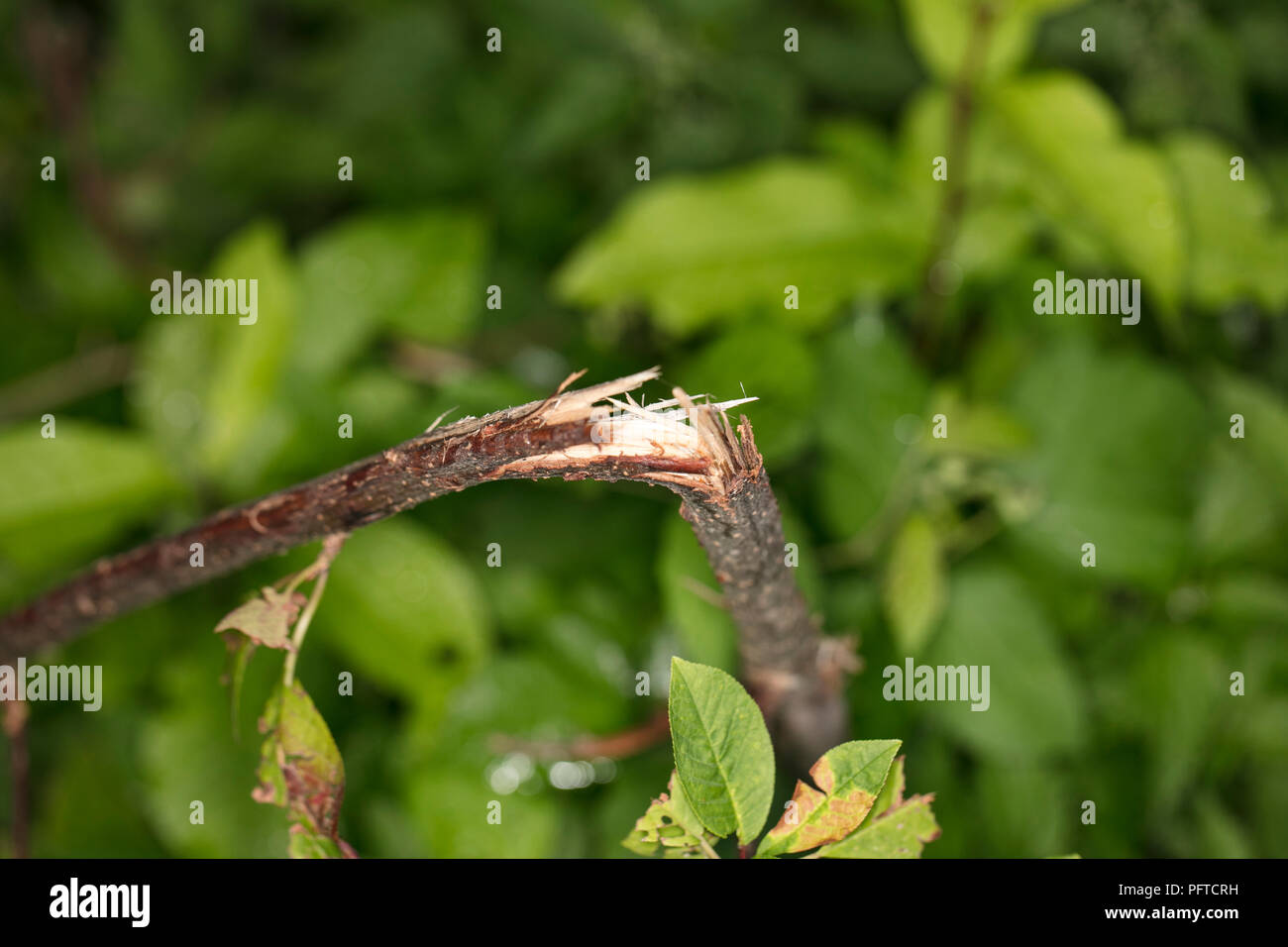 broken small tree, irreversible destruction Stock Photo - Alamy
