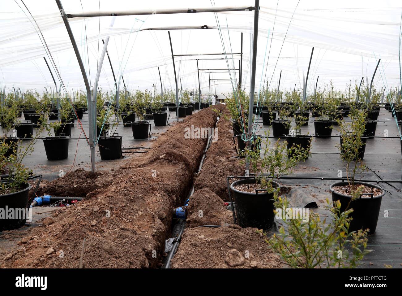 Angus Soft Fruit Farm, Arbroath Stock Photo - Alamy