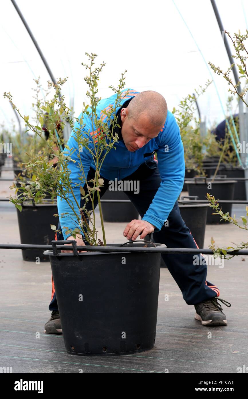 Angus Soft Fruit Farm, Arbroath Stock Photo - Alamy