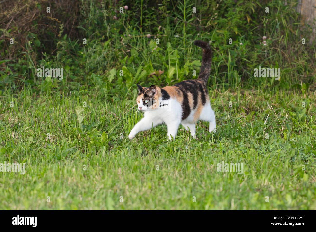 Black cat green eyes walks hi-res stock photography and images - Alamy
