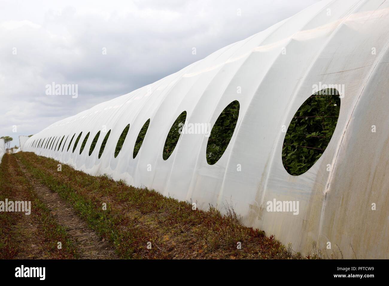Angus Soft Fruit Farm, Arbroath Stock Photo - Alamy