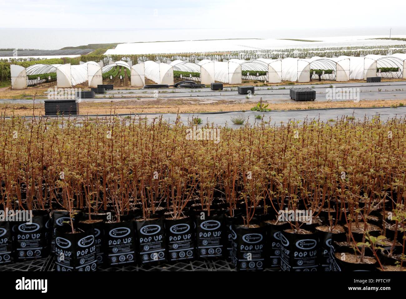 Soft fruit farm hi-res stock photography and images - Alamy