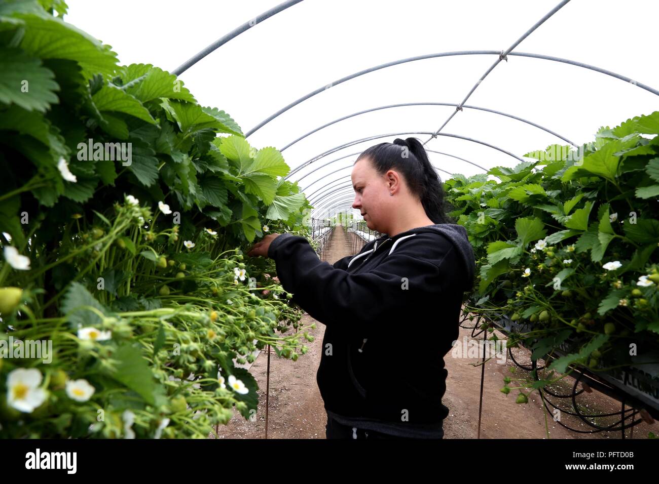Angus Soft Fruit Farm, Arbroath Stock Photo - Alamy