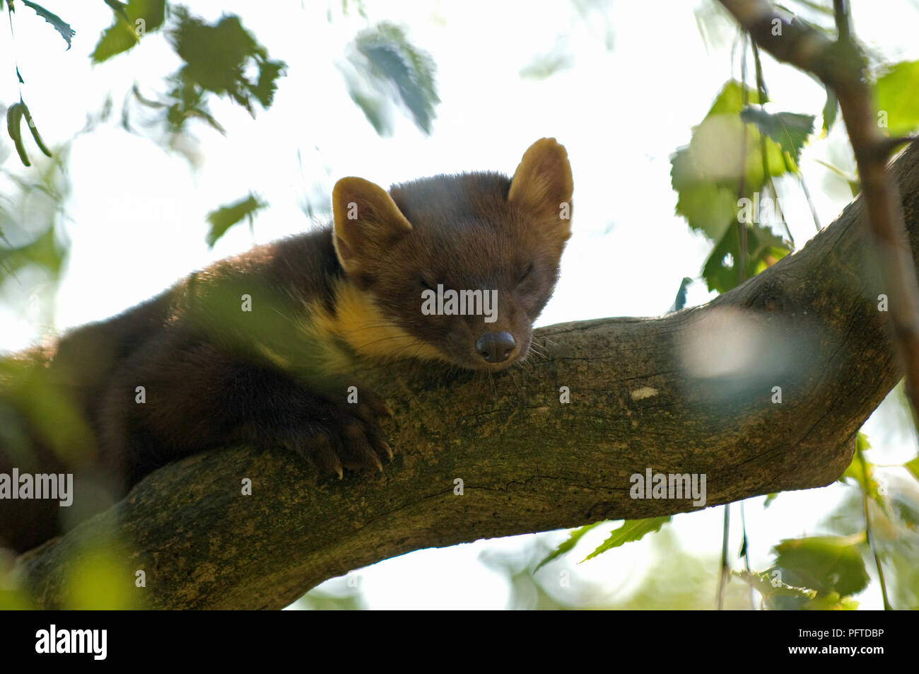 Martre des pins hi-res stock photography and images - Alamy