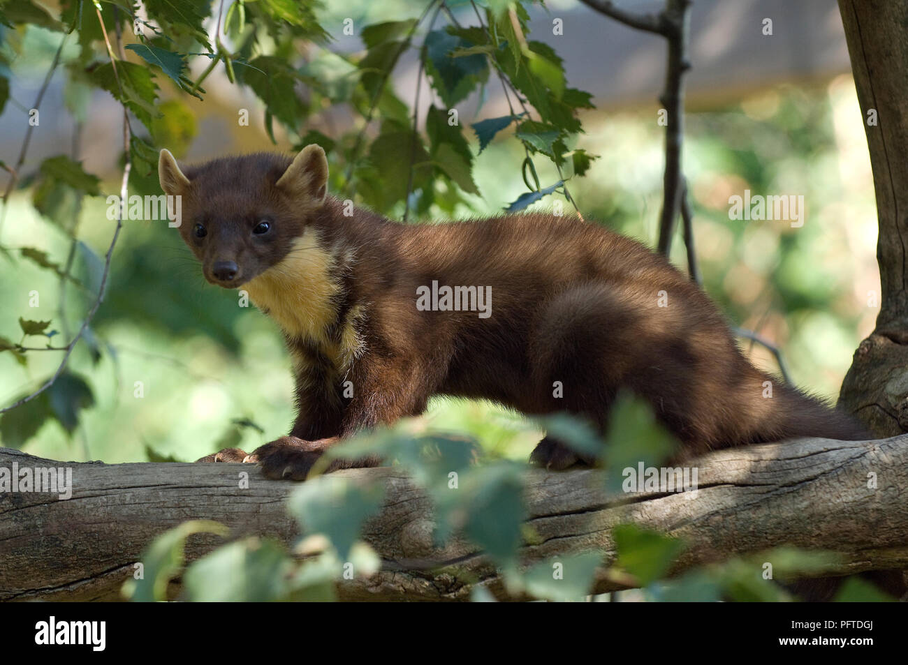 Martre des pins hi-res stock photography and images - Alamy