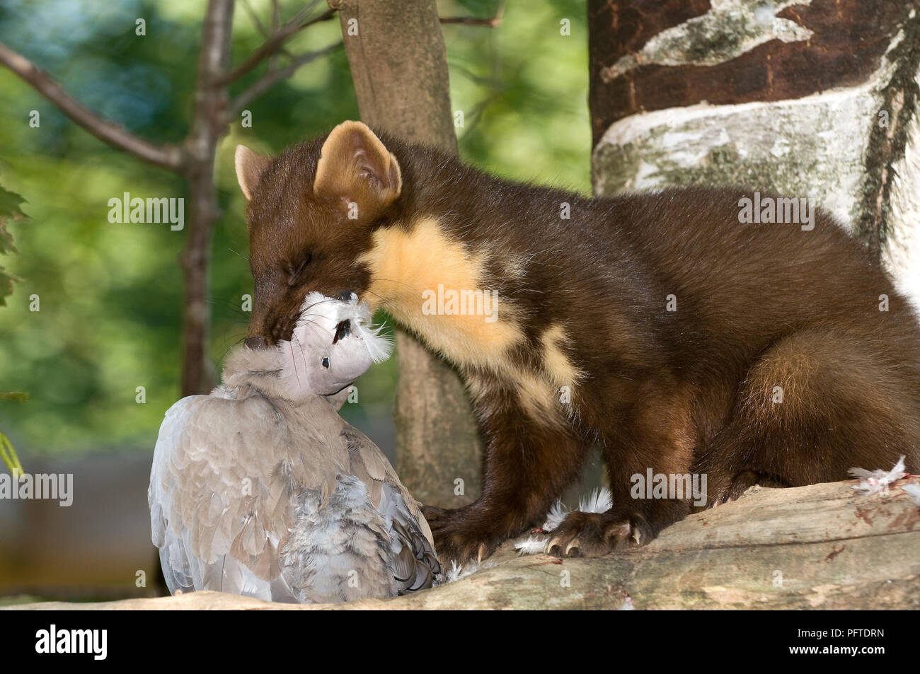 Martre des pins hi-res stock photography and images - Alamy
