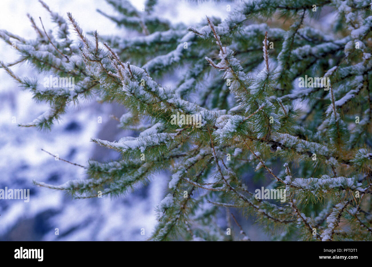 Larch in winter (Larix decidua) - Alps Méleze d'Europe Stock Photo - Alamy