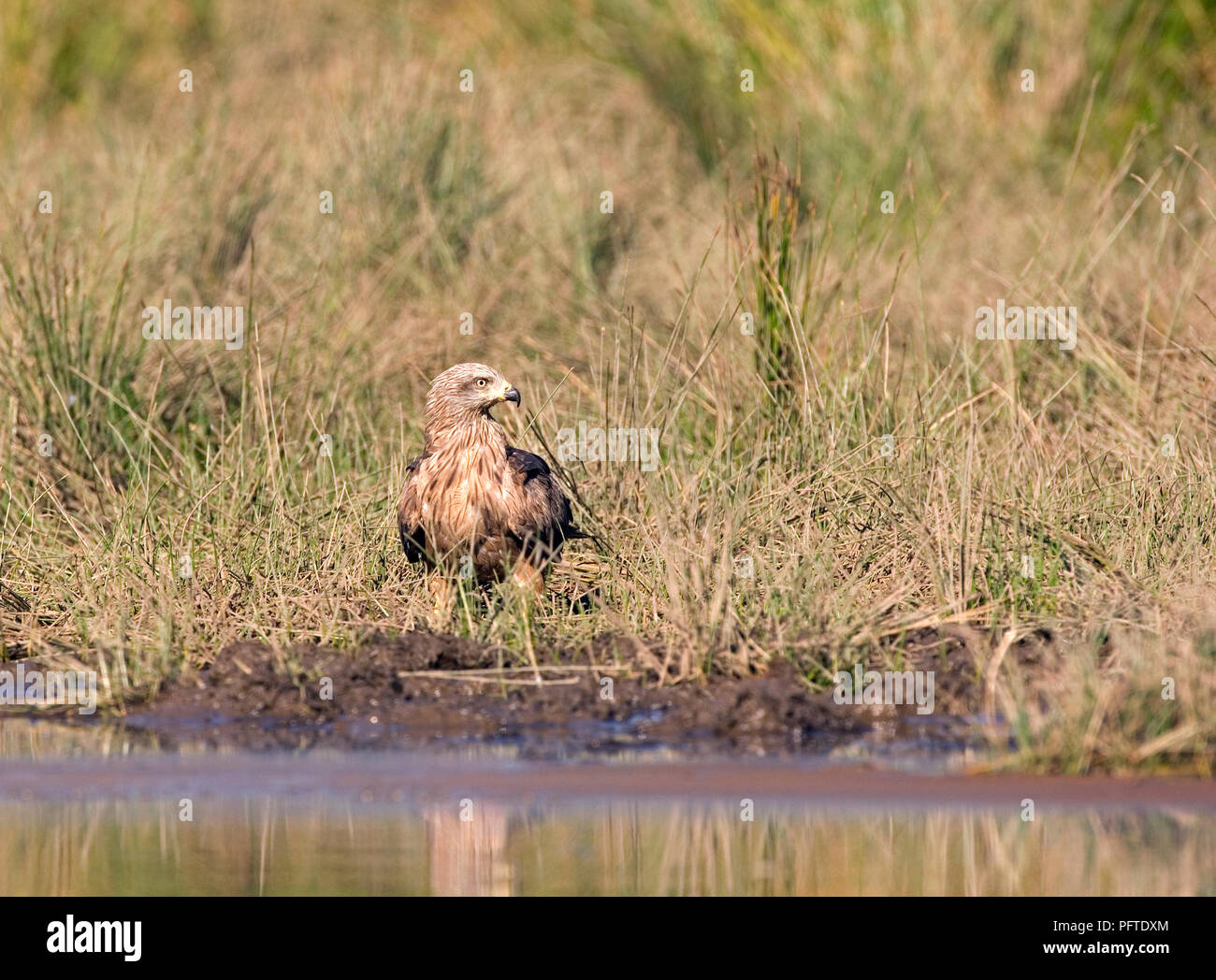 Milvus migrans milan noir hi-res stock photography and images - Alamy