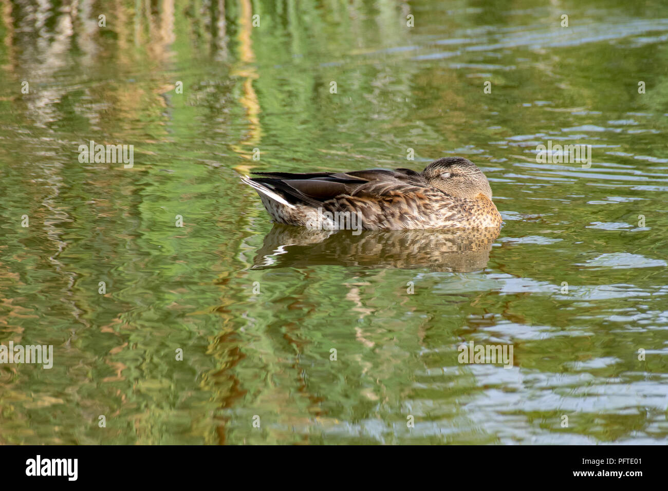 Female mallard duck with head tucked under wings, asleep on a still ...