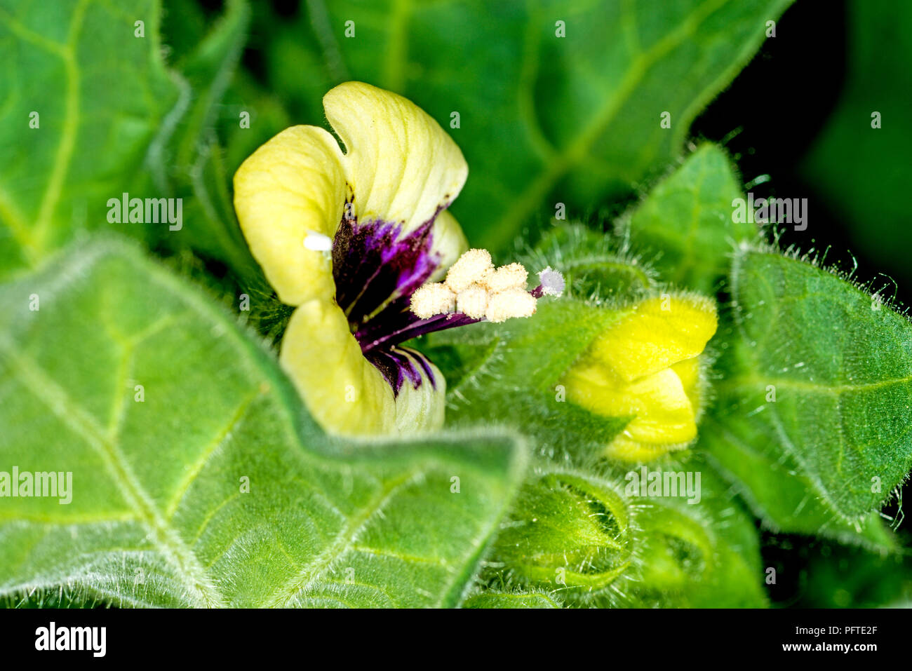 white henbane, medicinal plant and drug Stock Photo - Alamy