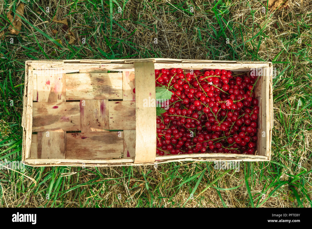 Half full wicker wooden basket with red currants Stock Photo - Alamy