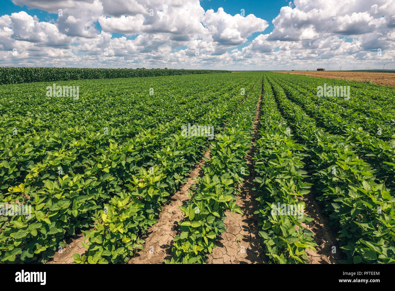 Soybean Field Background