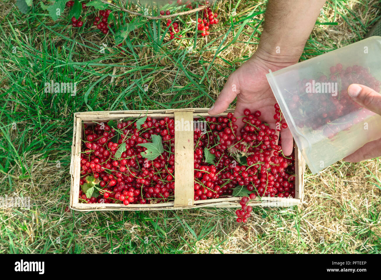 Man pours out red currants into a wicker basket Stock Photo - Alamy