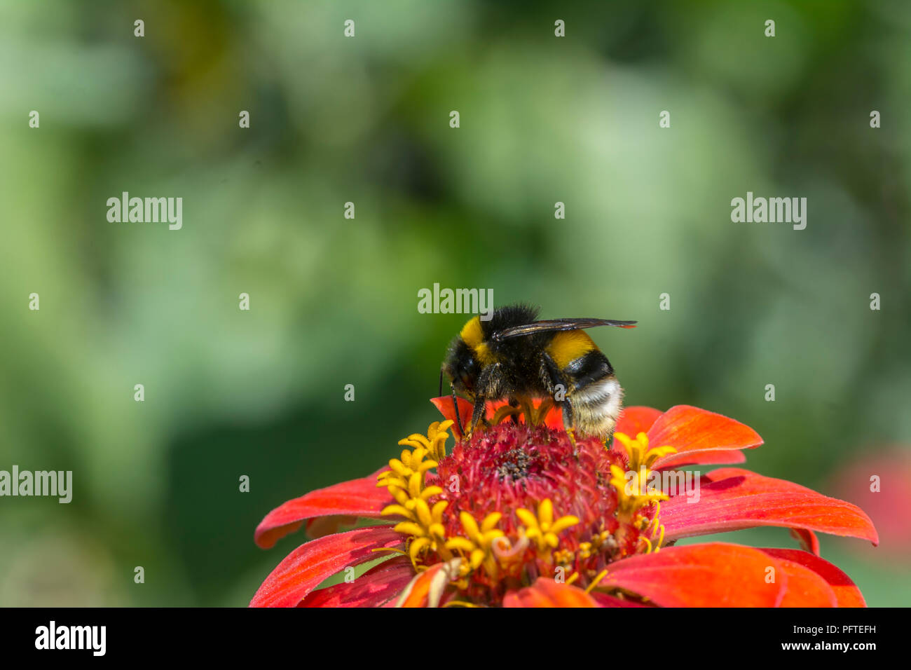 Bumble bee on a flower, summer flower, close-up of a bumble-bee Stock ...