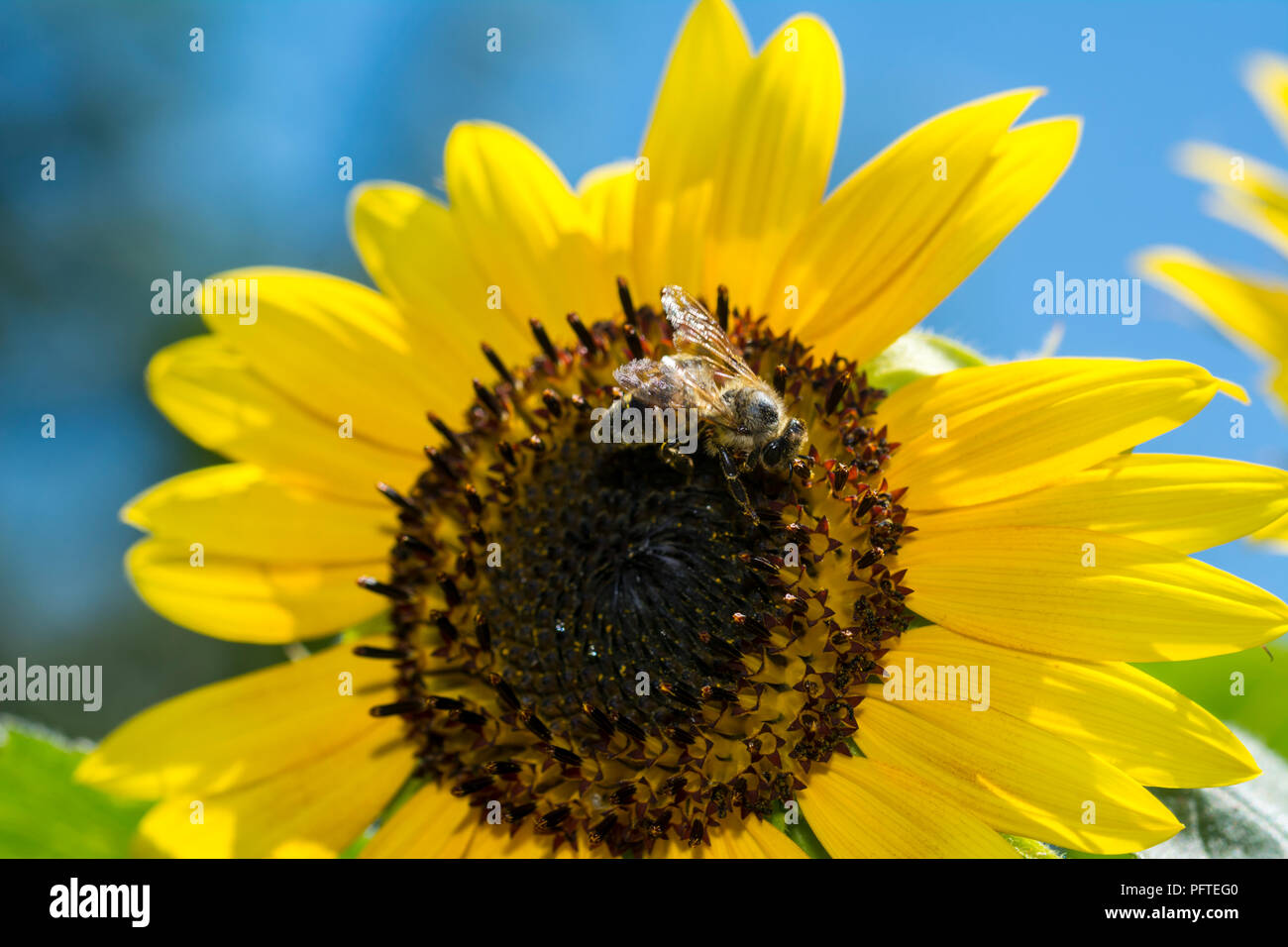 Honey Bee on sunflower,bee collect nectar on sunflower Stock Photo - Alamy