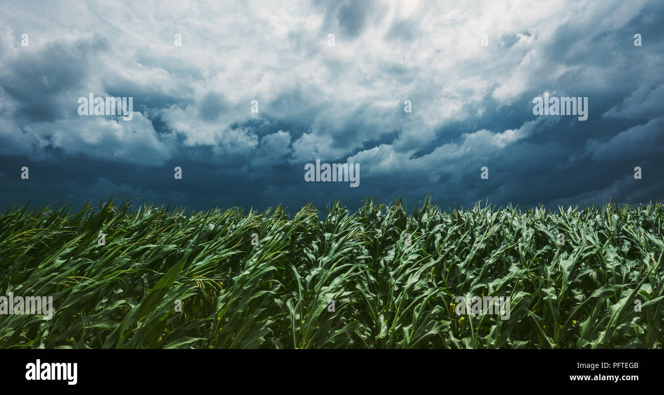 Windstorm in maize crop field with dramatic stormy clouds in background ...