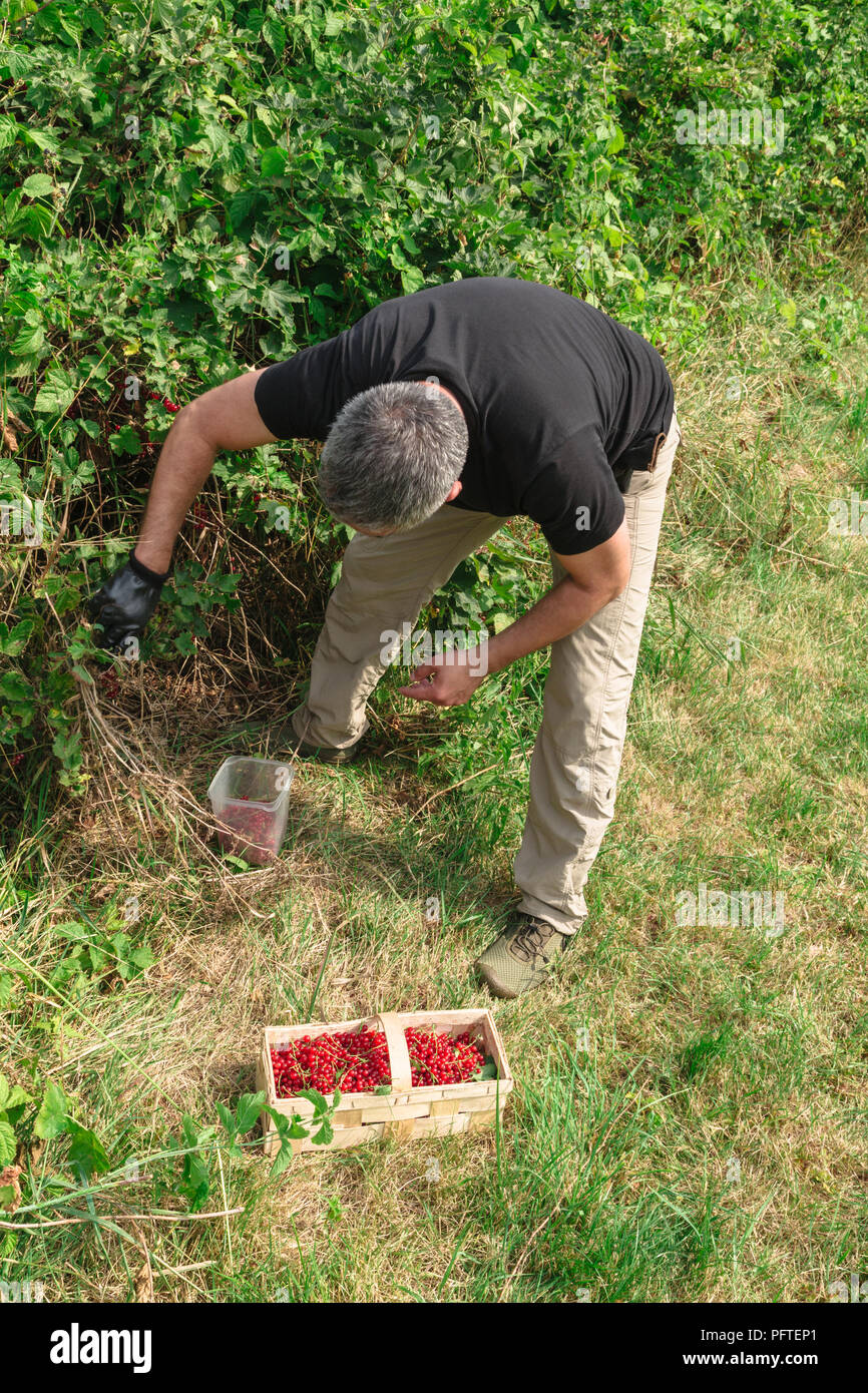 Man bent over the bush of red currants Stock Photo - Alamy