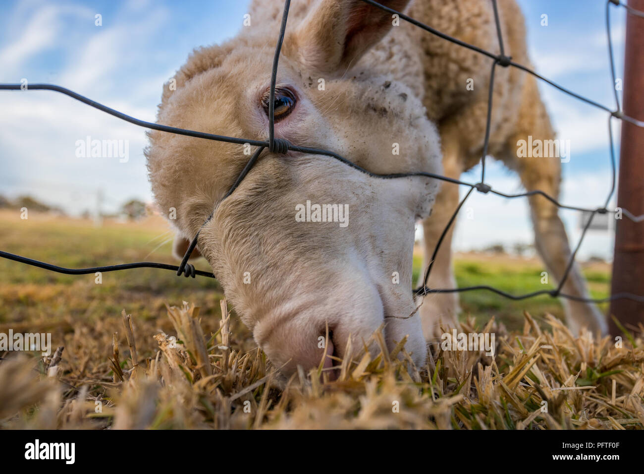 Sheep on an Australian Outback Farm Stock Photo - Alamy