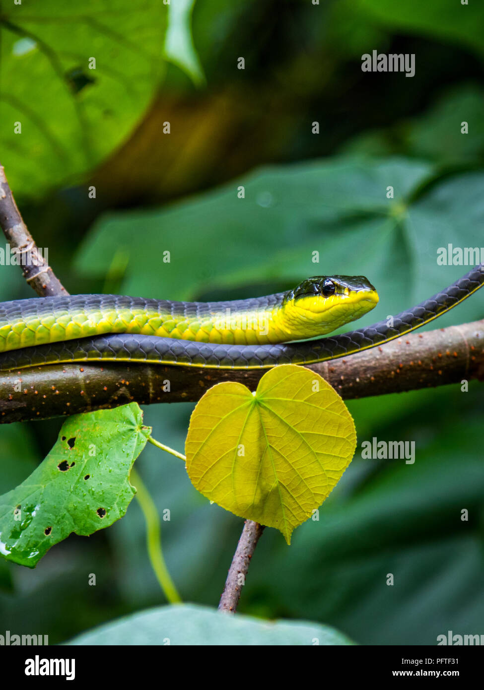 Common green tree snake on branch Stock Photo - Alamy