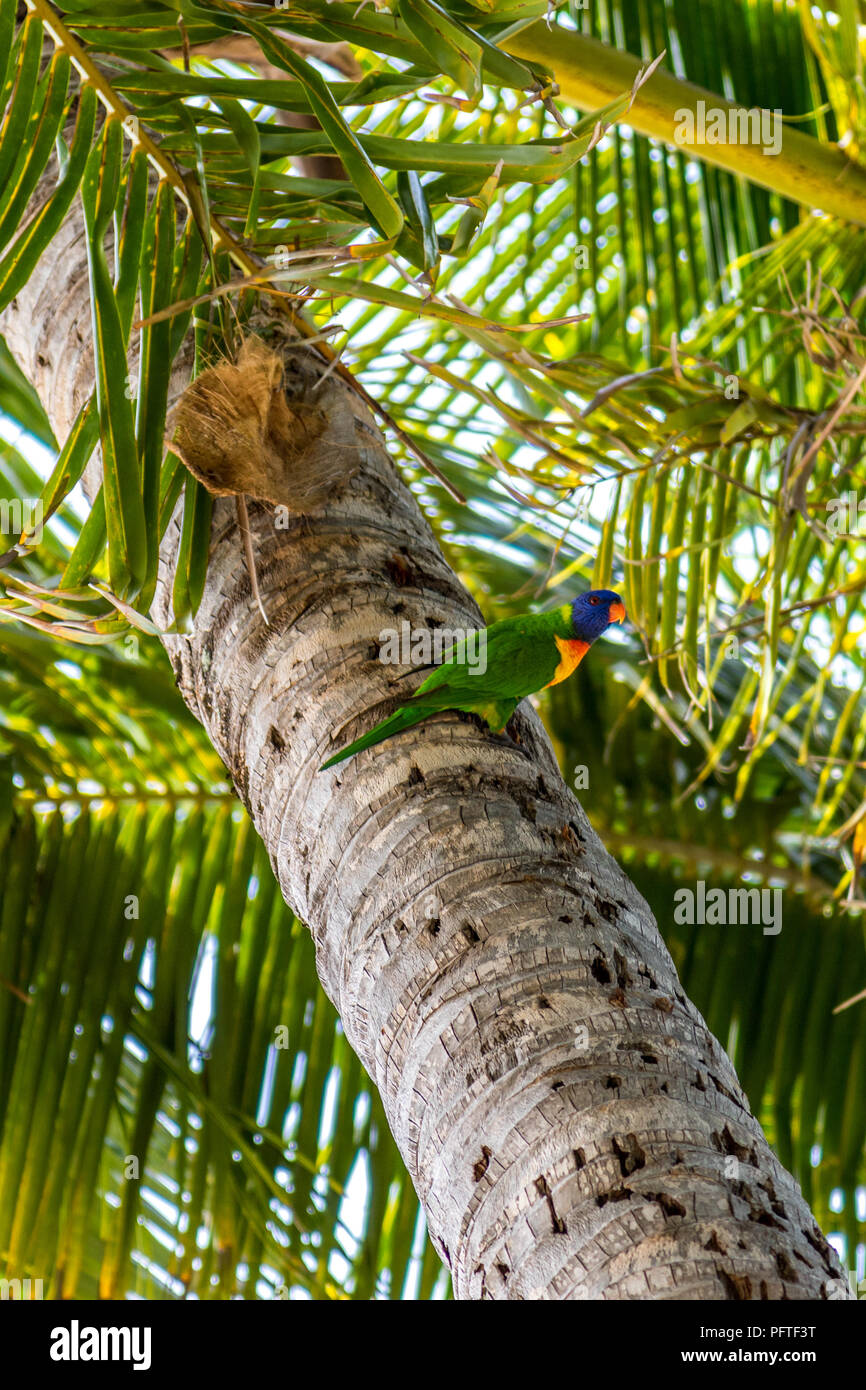 Australian palm tree hi-res stock photography and images - Alamy