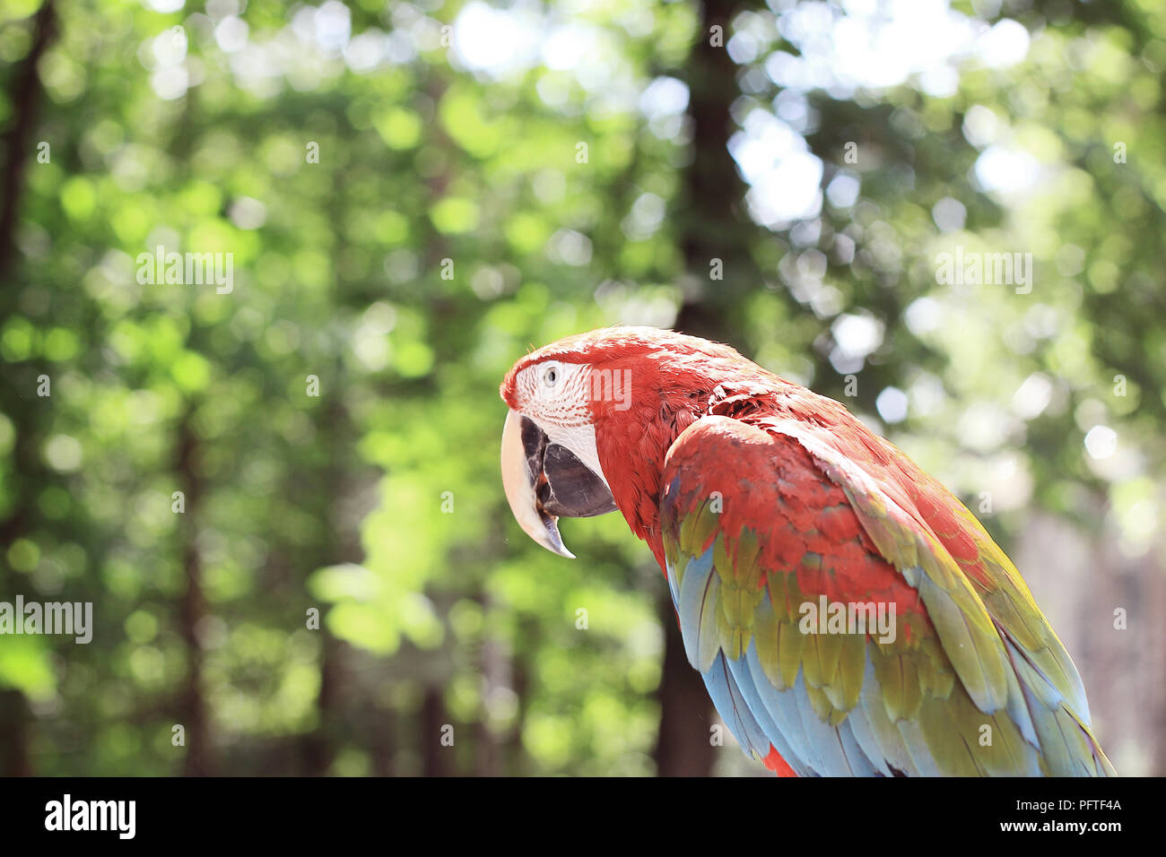 close up. red macaw parrot on blurred background Stock Photo - Alamy