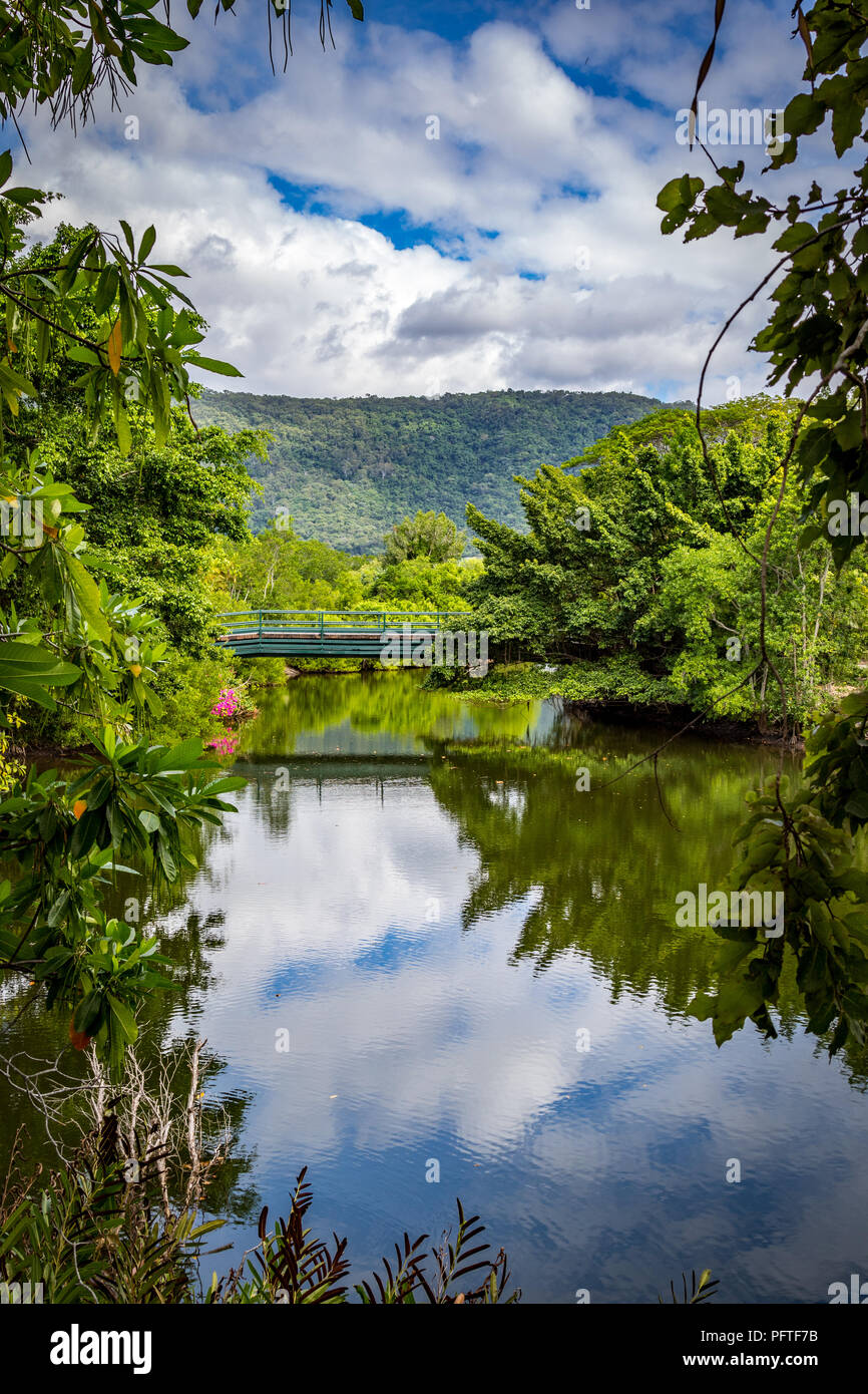 Daintree rainforest tropical north hi-res stock photography and images ...